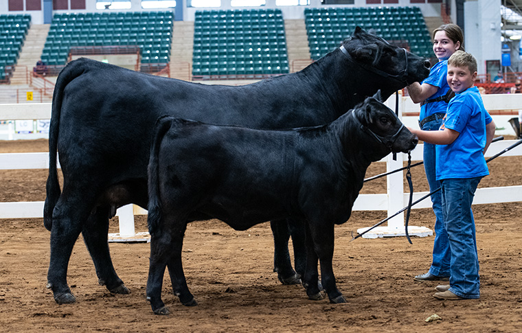 Limousin Jr National Show | Lim-Flex Cow-Calf Pair | The Pulse