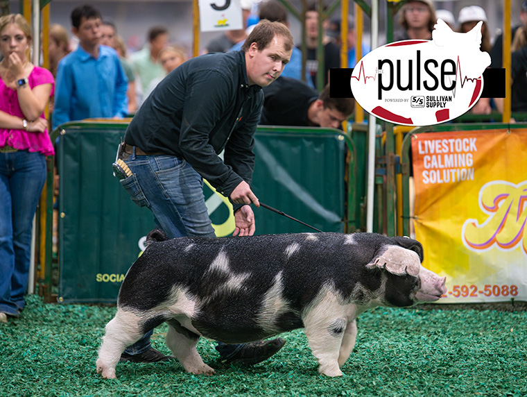NJSA Summer Spectacular | Spot Breeding Gilts | The Pulse