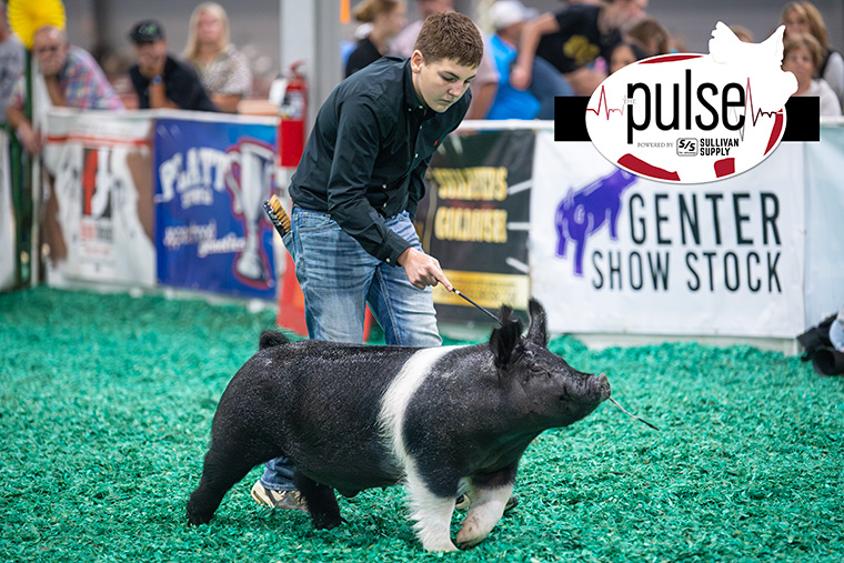 NJSA Summer Spectacular | Hampshire Market Barrows | The Pulse