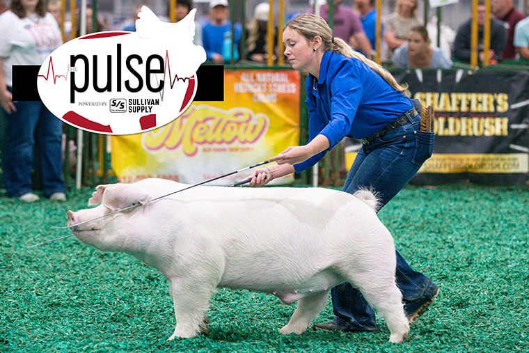 NJSA Summer Spectacular | Landrace Market Barrows | The Pulse