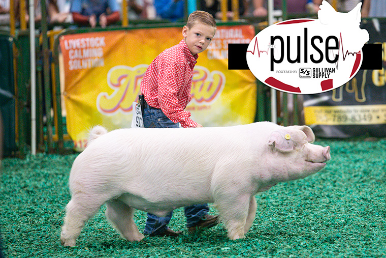 NJSA Summer Spectacular | Landrace Market Barrows | The Pulse