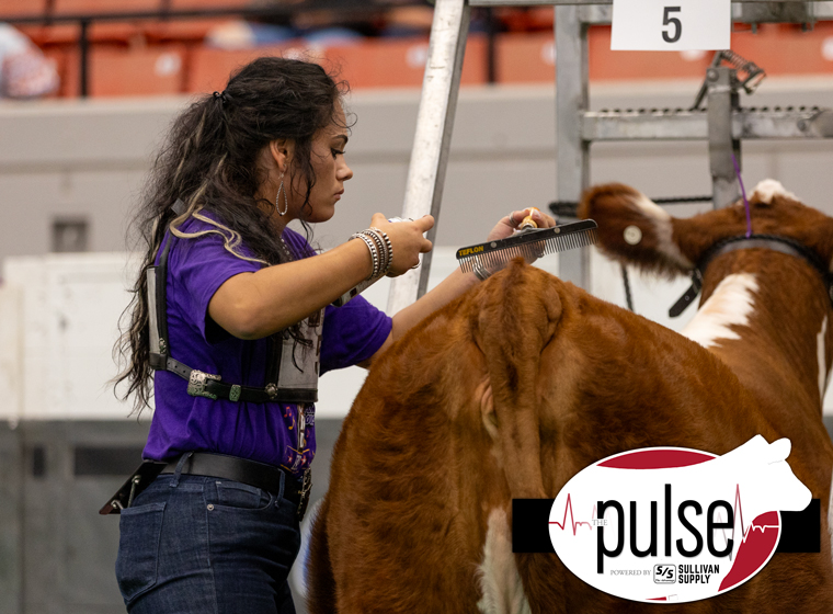 Junior National Hereford Expo | Senior Showtime | The Pulse