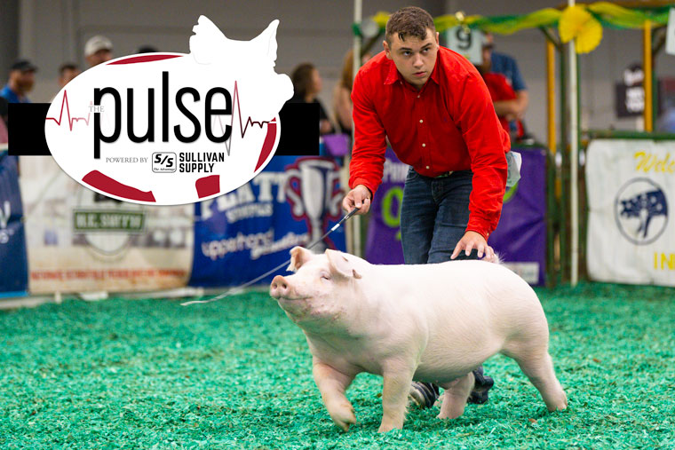 NJSA Summer Spectacular | Chester White Market Barrows | The Pulse