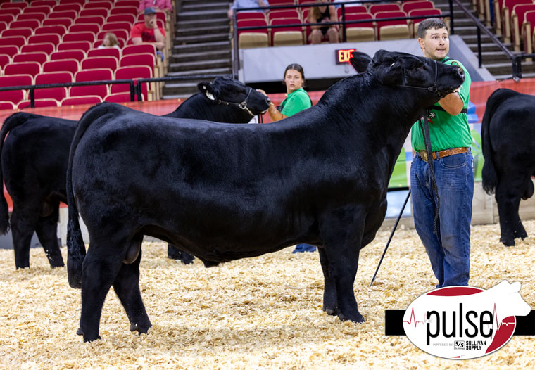 AJSA National Classic | Bred & Owned Purebred Simmental Bull | The Pulse