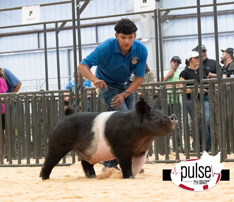 California Youth Expo | Market Barrows – Overall | The Pulse