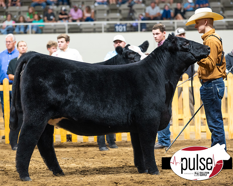 Indiana State Fair | Breeding Heifers – Maine-Anjou | The Pulse