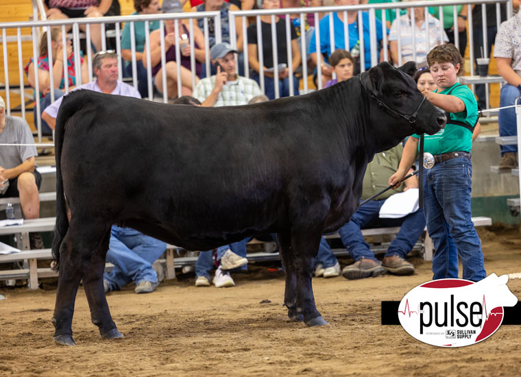 Minnesota State Fair | Breeding Heifers- AOB | The Pulse