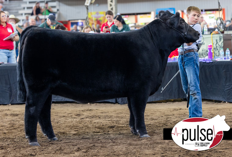 Iowa State Fair | 4H Breeding Beef – Maine Angus | The Pulse