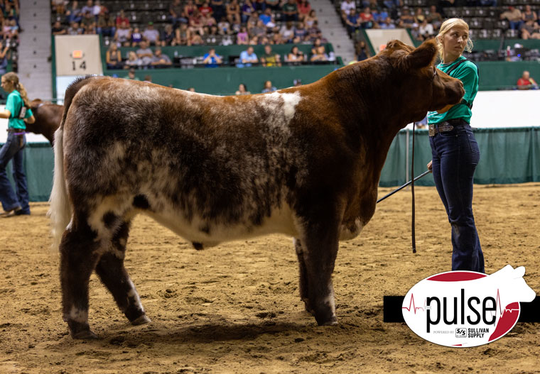 Minnesota State Fair | Market Steers- Shorthorn | The Pulse