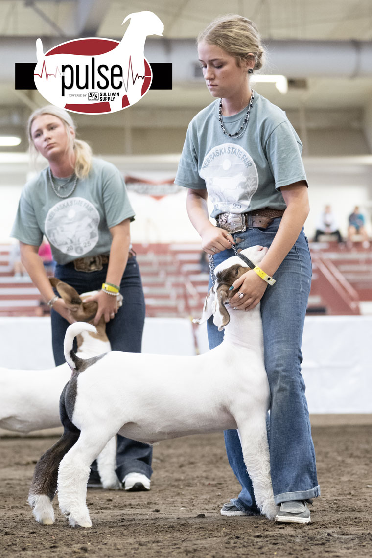 Nebraska State Fair | FFA Market Goats – Top Five | The Pulse