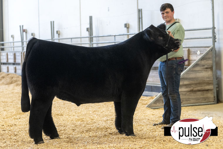 Aksarben | Market Beef – Division I Crossbred Steers | The Pulse
