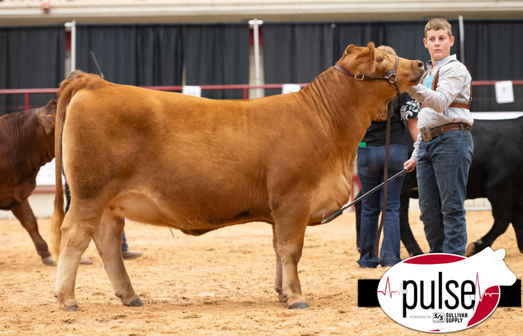 Heart O’ Texas Fair | Premium Heifers – Simbrah | The Pulse