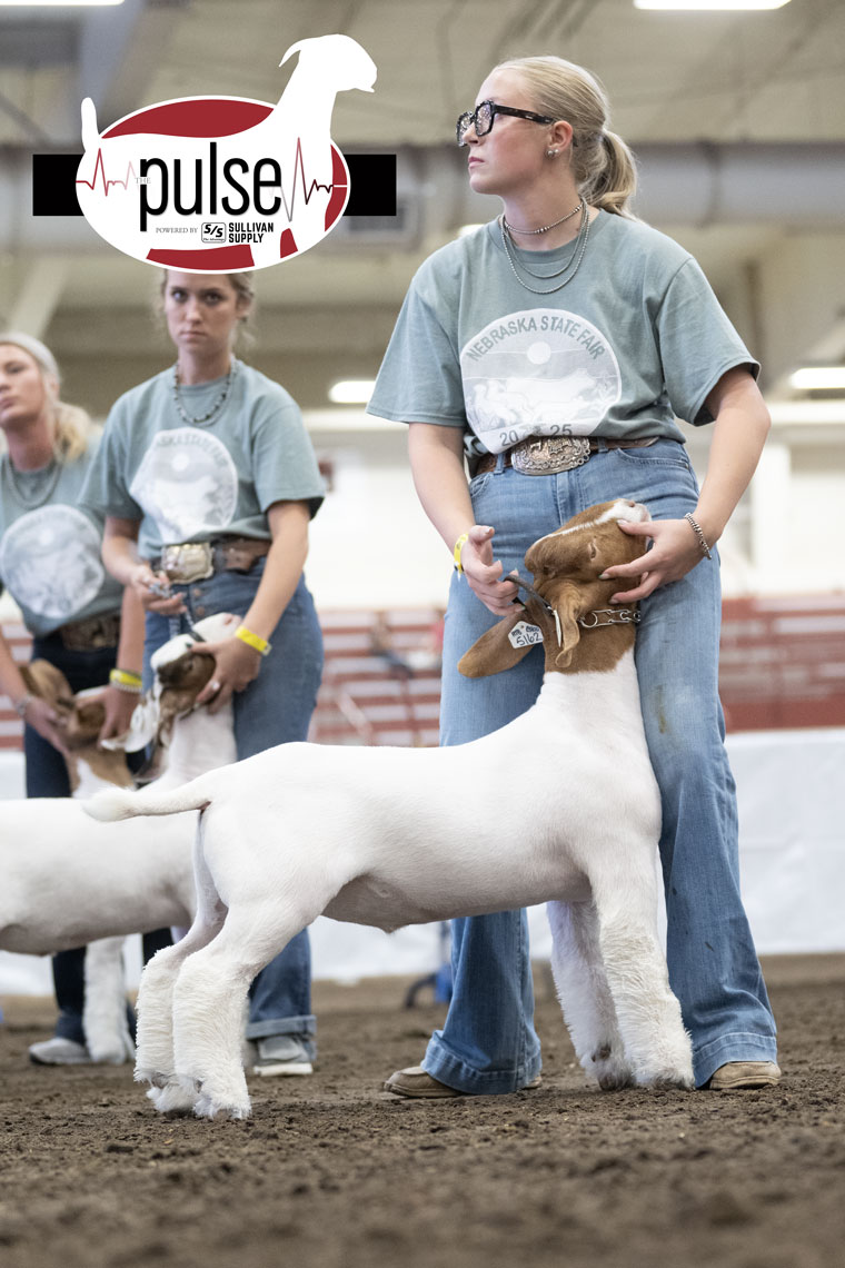 Nebraska State Fair | FFA Market Goats – Top Five | The Pulse
