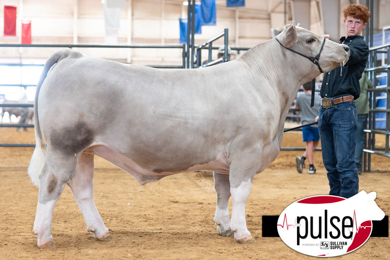 State Fair of Texas | Market Steer – Lightweight AOB | The Pulse
