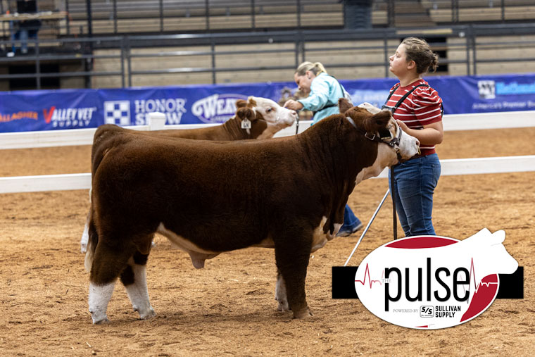 American Royal | Open Miniature Hereford Bulls | The Pulse