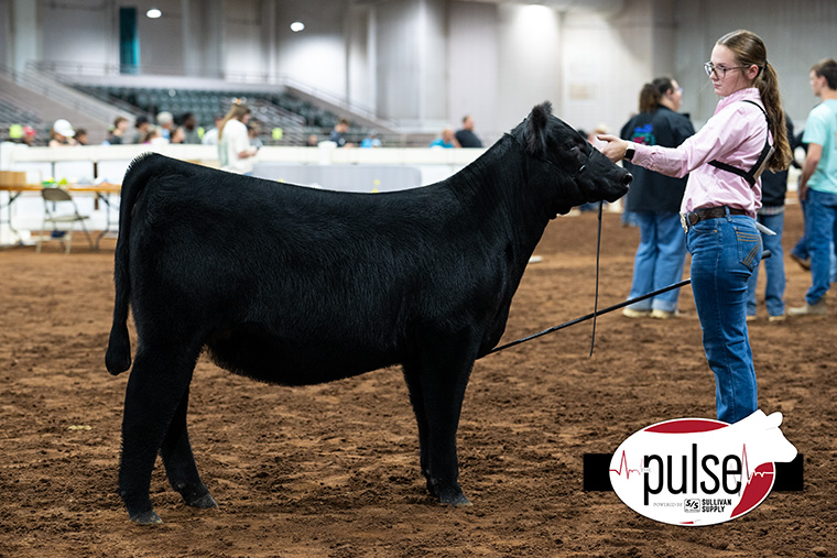 Georgia National Fair | Breeding Heifers – Low % Chi | The Pulse