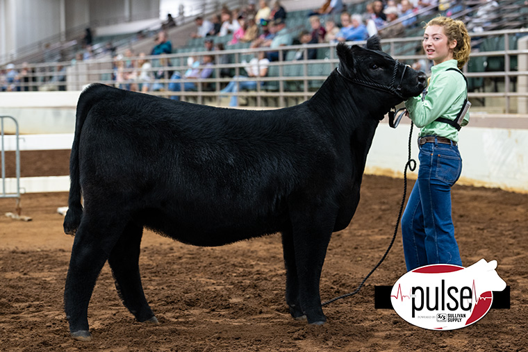 Georgia National Fair | Breeding Heifers – Low % Chi | The Pulse