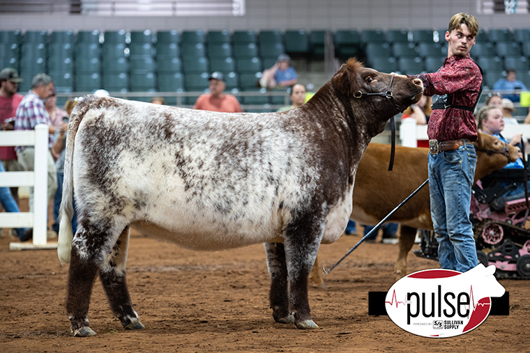 Georgia National Fair | Breeding Heifers – Shorthorn Plus | The Pulse