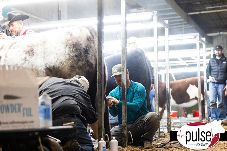 American Royal | Where Champions Are Crowned | The Pulse