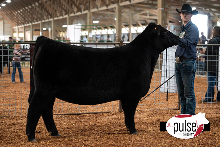MN Beef Fall Classic | Ring B Breeding Heifers- Commercial | The Pulse