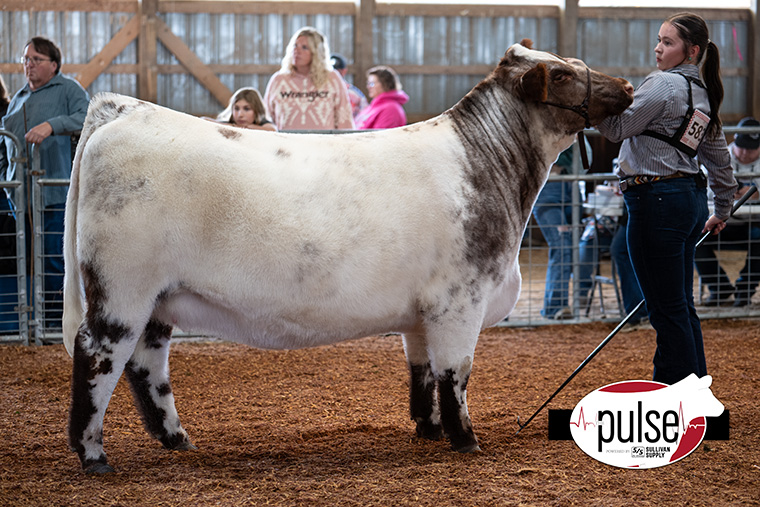 MN Beef Fall Classic | Ring B Breeding Heifers- Shorthorn | The Pulse