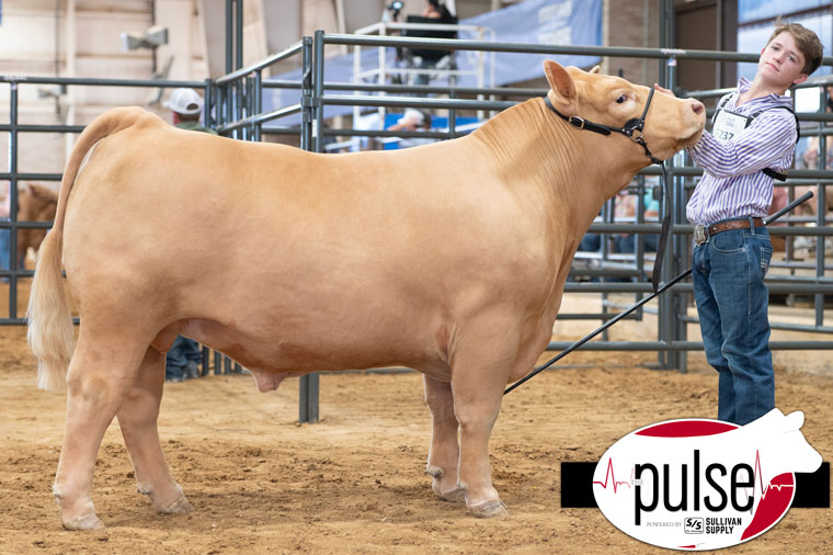 State Fair of Texas | Market Steer – Lightweight AOB | The Pulse