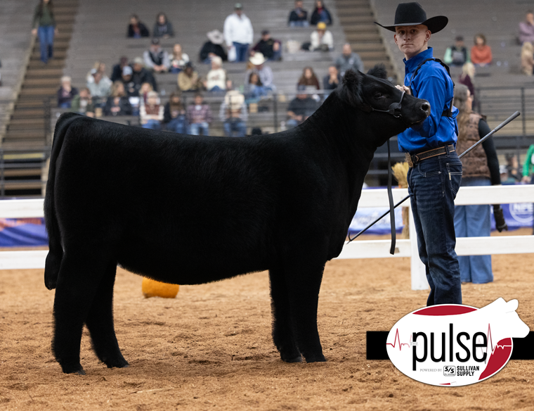 American Royal | Junior Percentage Simmentals – Division I | The Pulse
