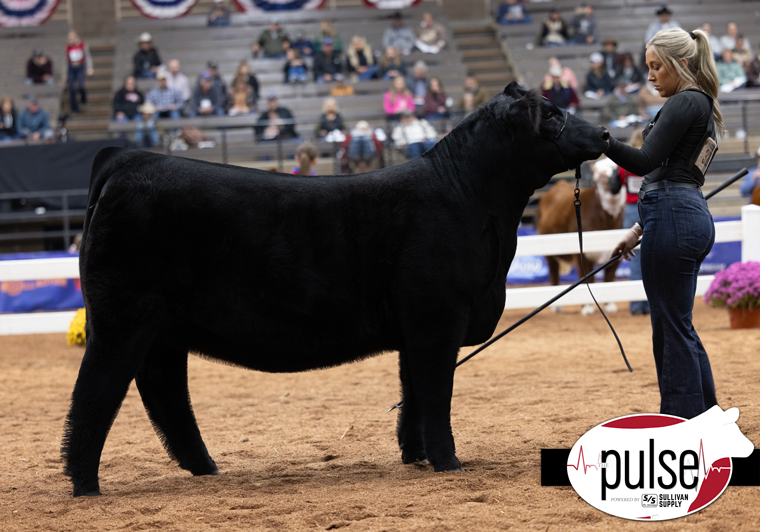 American Royal | Open Percentage Simmentals – Division II | The Pulse