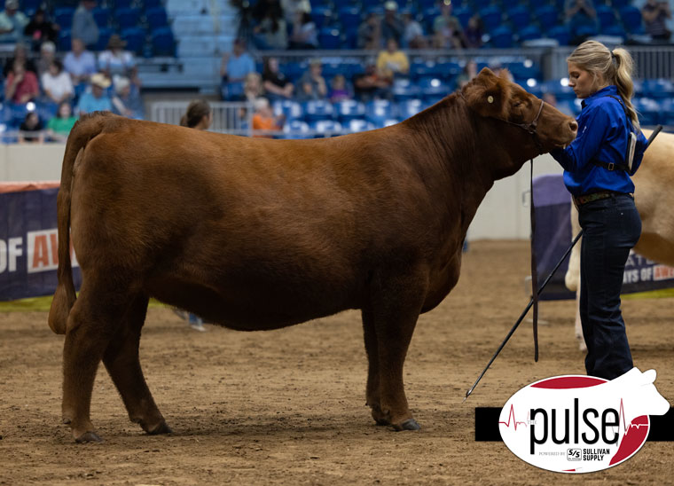 Tulsa State Fair | Junior Heifers – Percentage Red Angus | The Pulse