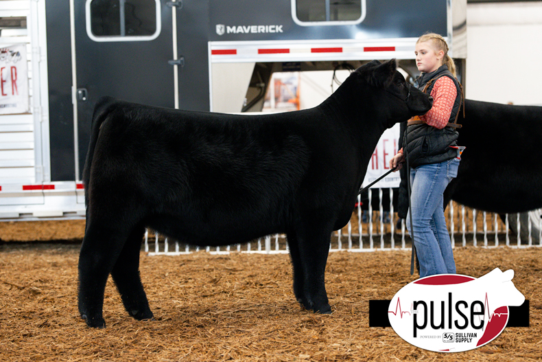 King of the Ridge | Limousin/Lim-Flex Heifers – Ring B | The Pulse