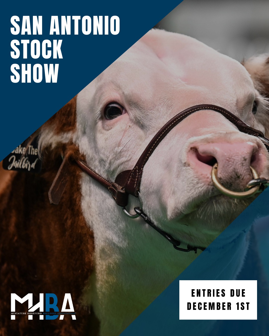 San Antonio Stock Show Entries Close Soon | The Pulse