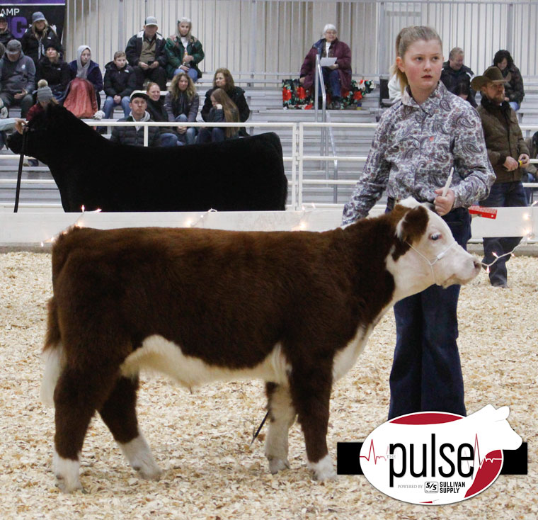 Kansas Beef Expo | Mini Hereford Steers – Ring B | The Pulse