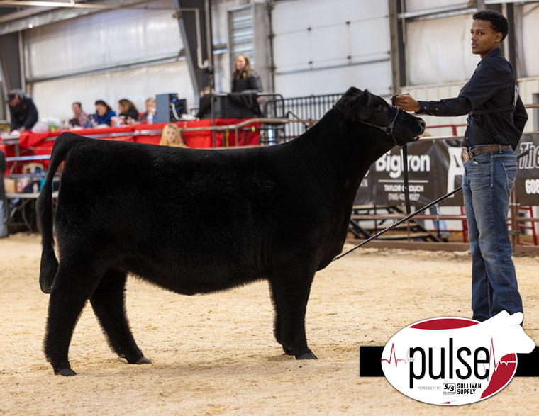 Badger Brawl | Lim Flex Heifers – Ring A | The Pulse