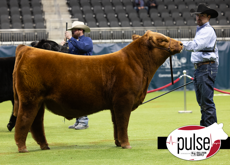 NWSS | Open Bulls – Simmental | The Pulse