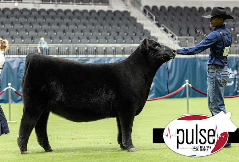 NWSS | Junior Heifers – Lim-Flex | The Pulse