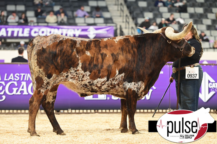 Cattlemen’s Congress | Texas Longhorn Trophy Steer | The Pulse