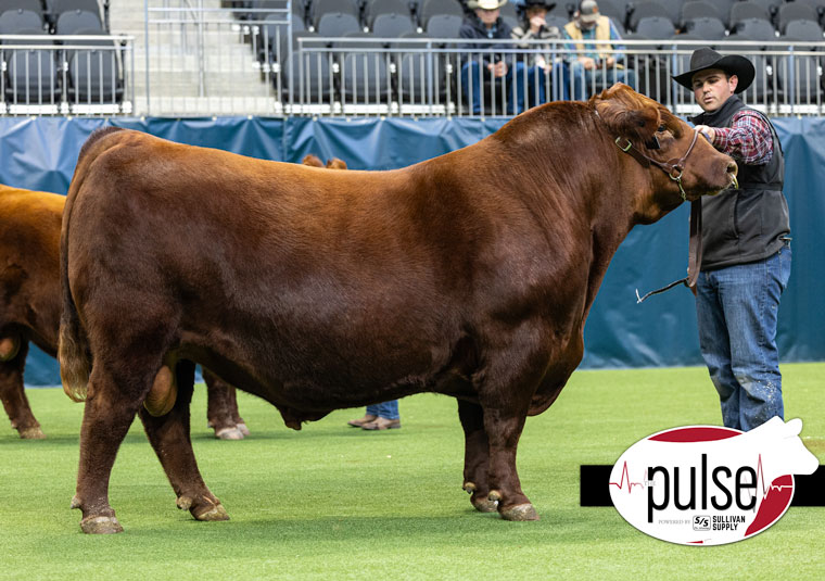 NWSS | Open Bulls – Red Angus | The Pulse