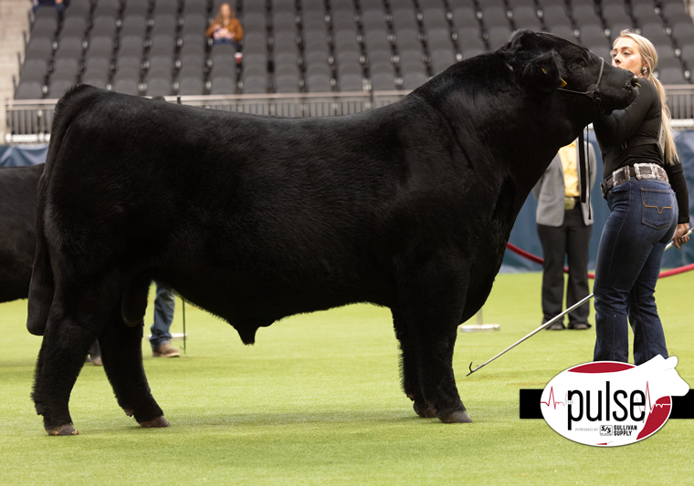 NWSS | Open Bulls – Simmental | The Pulse