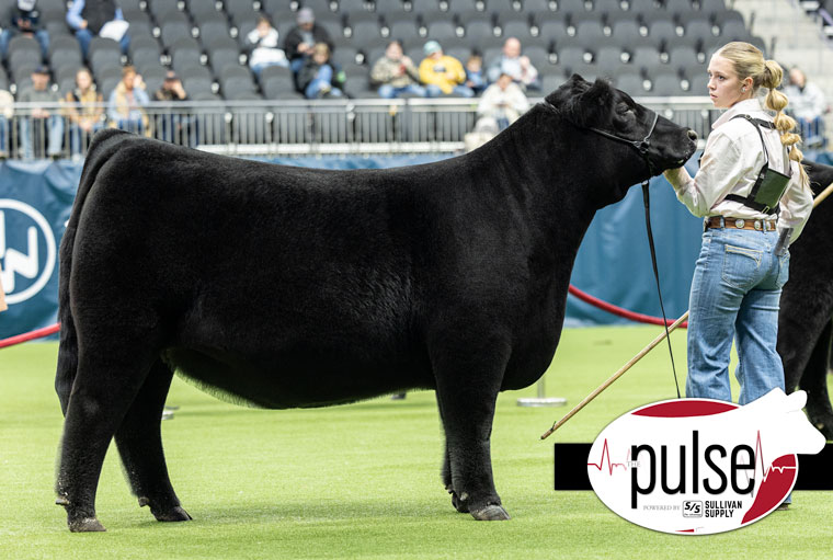 NWSS | Junior Heifers – Lim-Flex | The Pulse