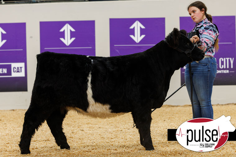 Cattlemen’s Congress | Open Belted Galloway Mismark Heifer | The Pulse