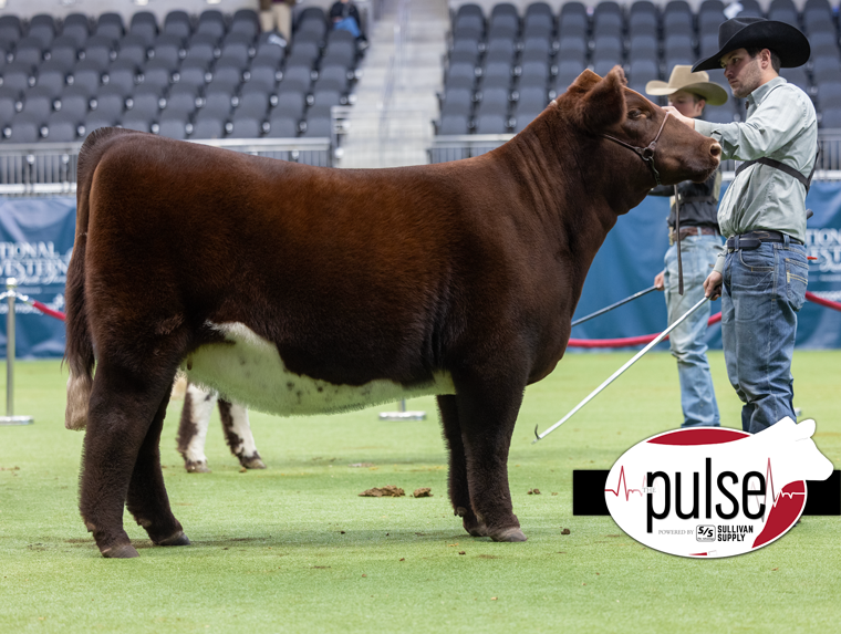 NWSS | Open Females – Shorthorn | The Pulse