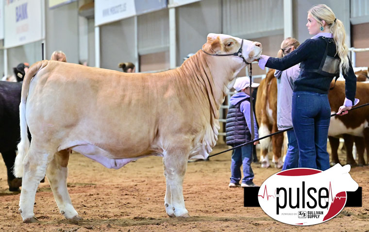San Angelo Stock Show | Junior Heifers – Beefmaster | The Pulse